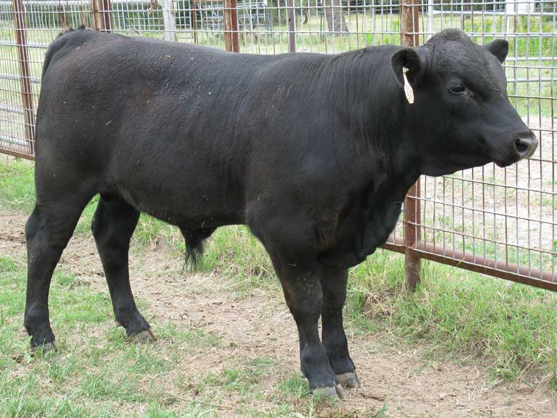 Cattle – Texas Salebarn
