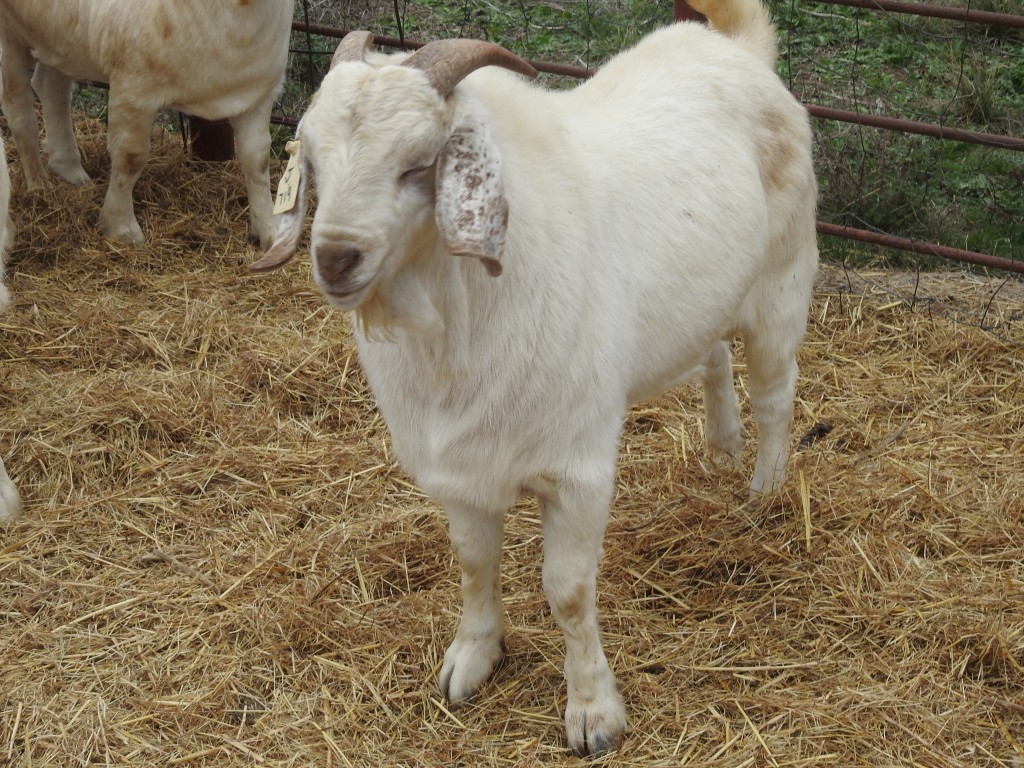 Sheep & Goats – Texas Salebarn