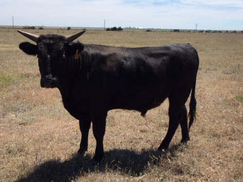 Cattle – Texas Salebarn
