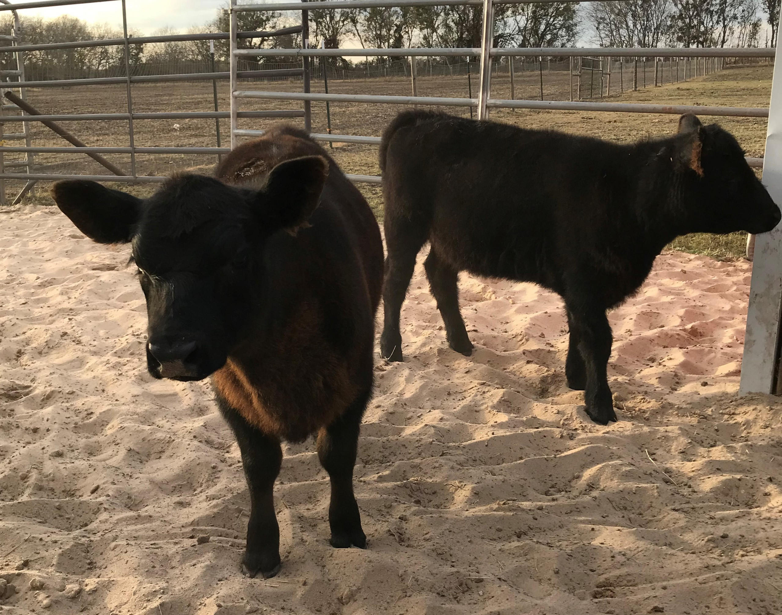 Cattle – Texas Salebarn