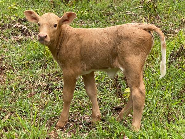 Livestock – Texas Salebarn