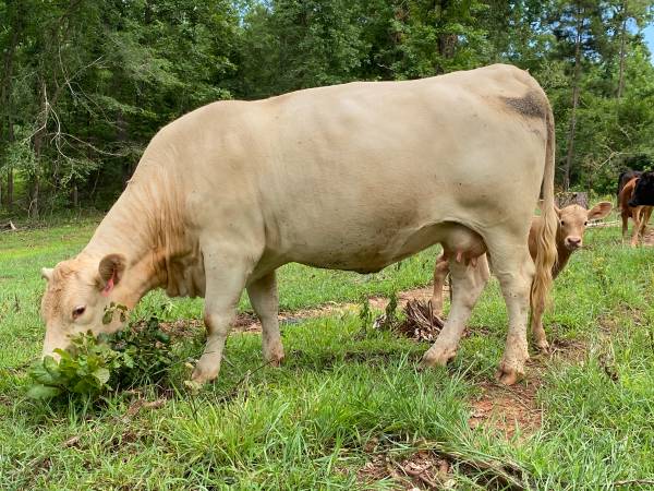 Livestock – Texas Salebarn