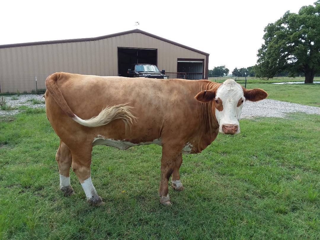 Livestock – Texas Salebarn