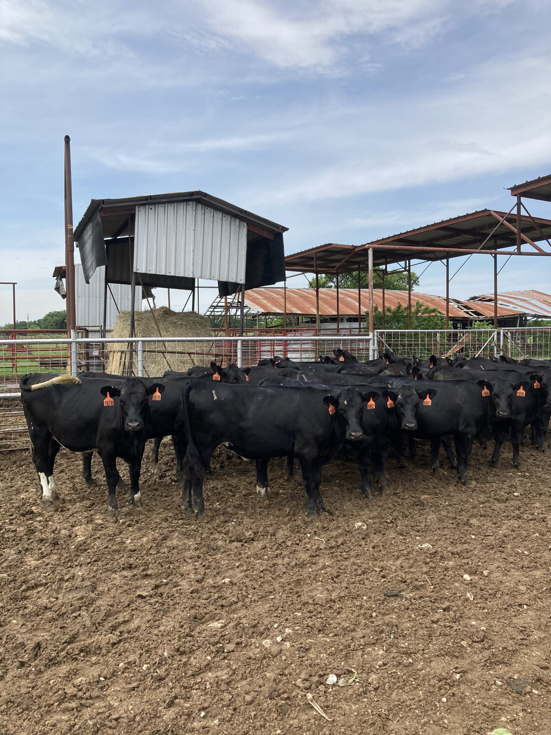 Livestock – Texas Salebarn