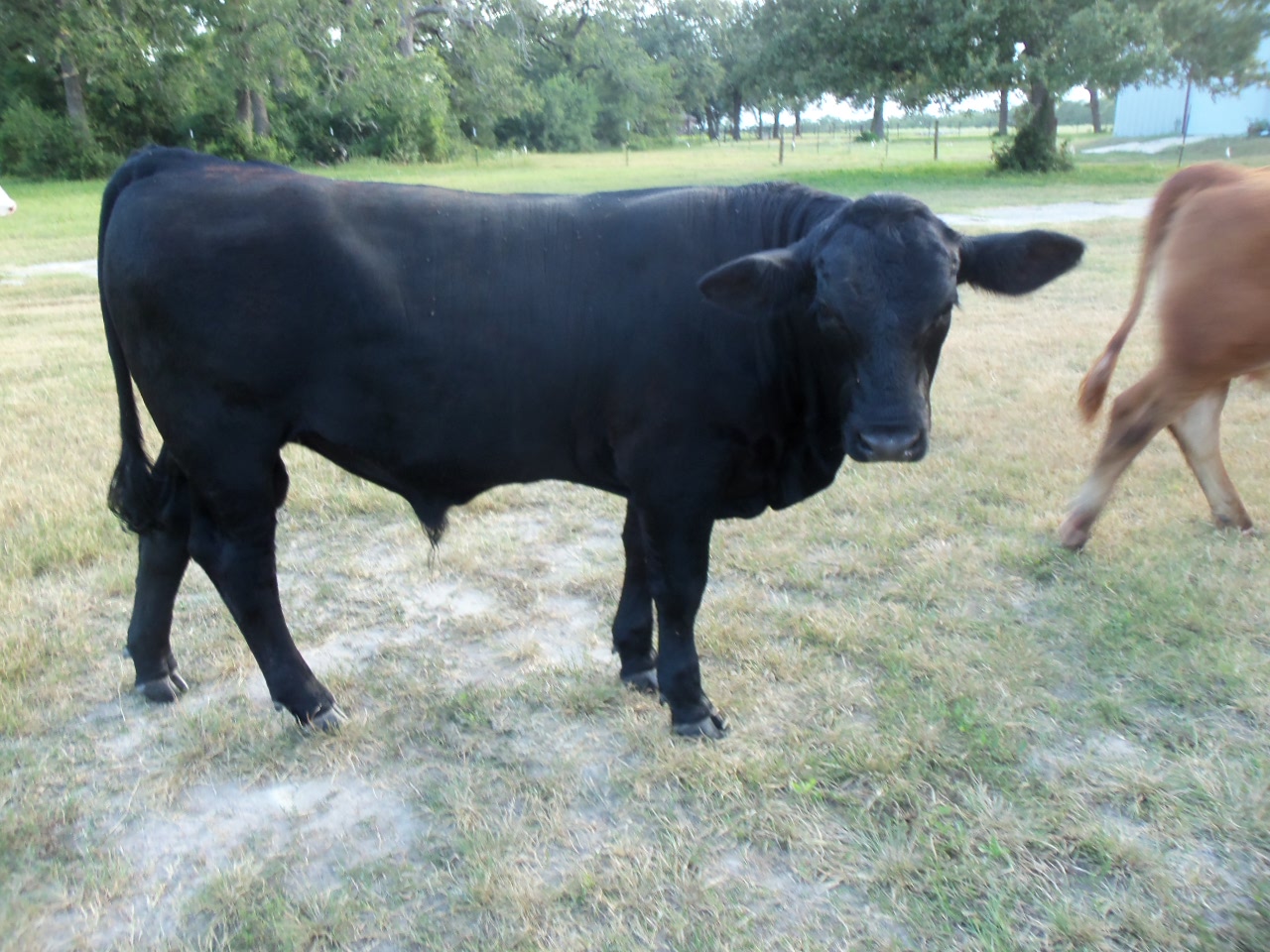Cattle – Texas Salebarn
