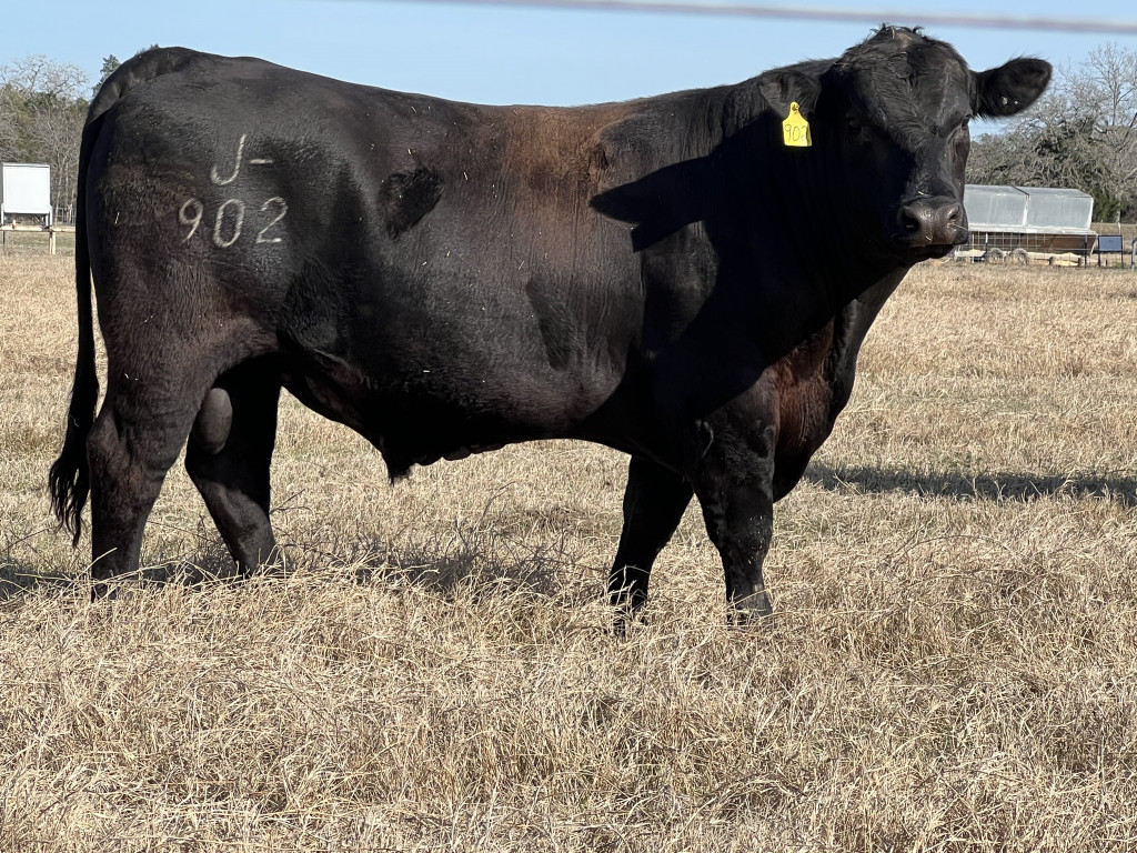 Cattle – Texas Salebarn