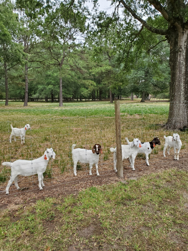 Sheep & Goats – Texas Salebarn