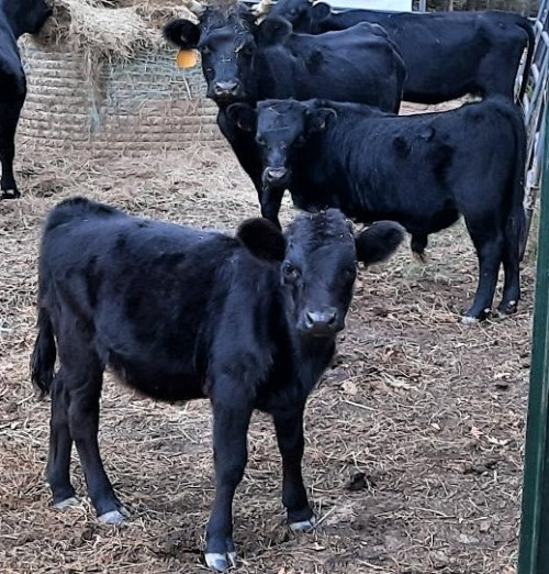 Cattle – Texas Salebarn