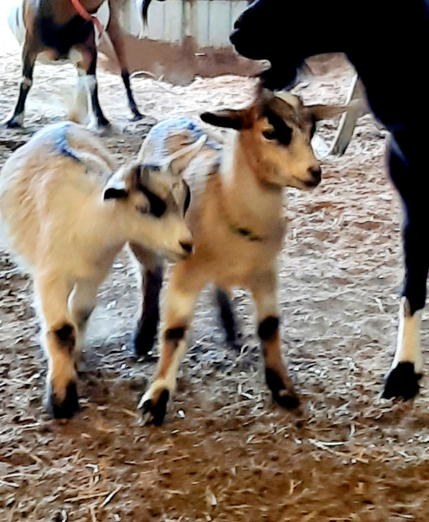 Sheep & Goats – Texas Salebarn