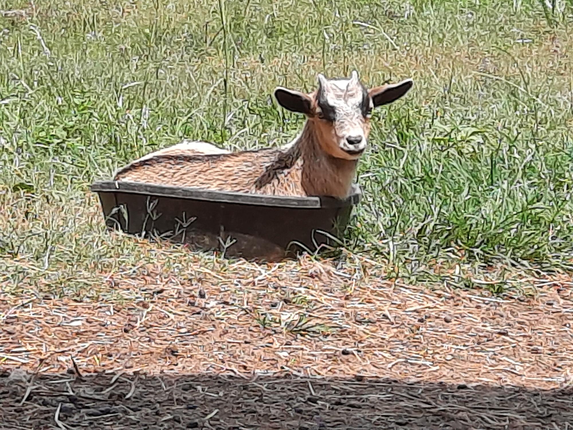 Sheep & Goats – Texas Salebarn