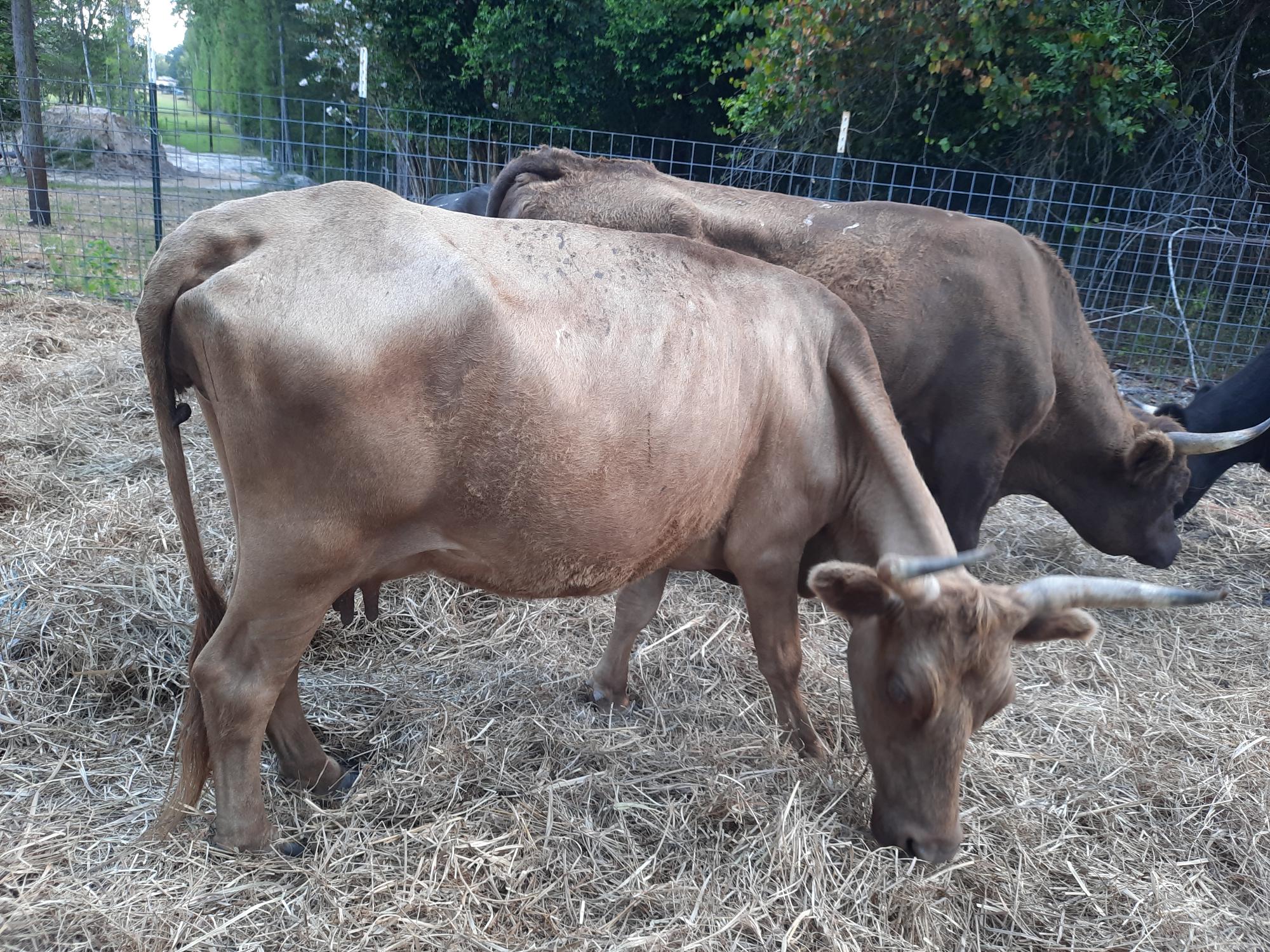 Cattle – Texas Salebarn