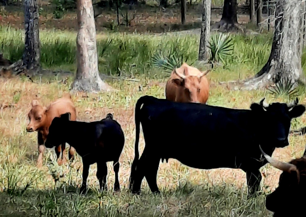 Cattle – Texas Salebarn