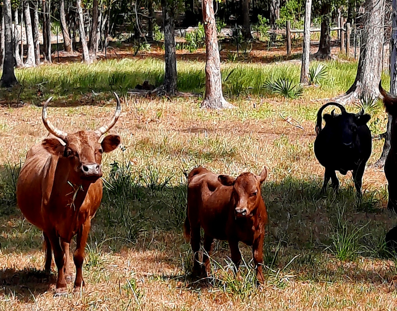 Cattle – Texas Salebarn