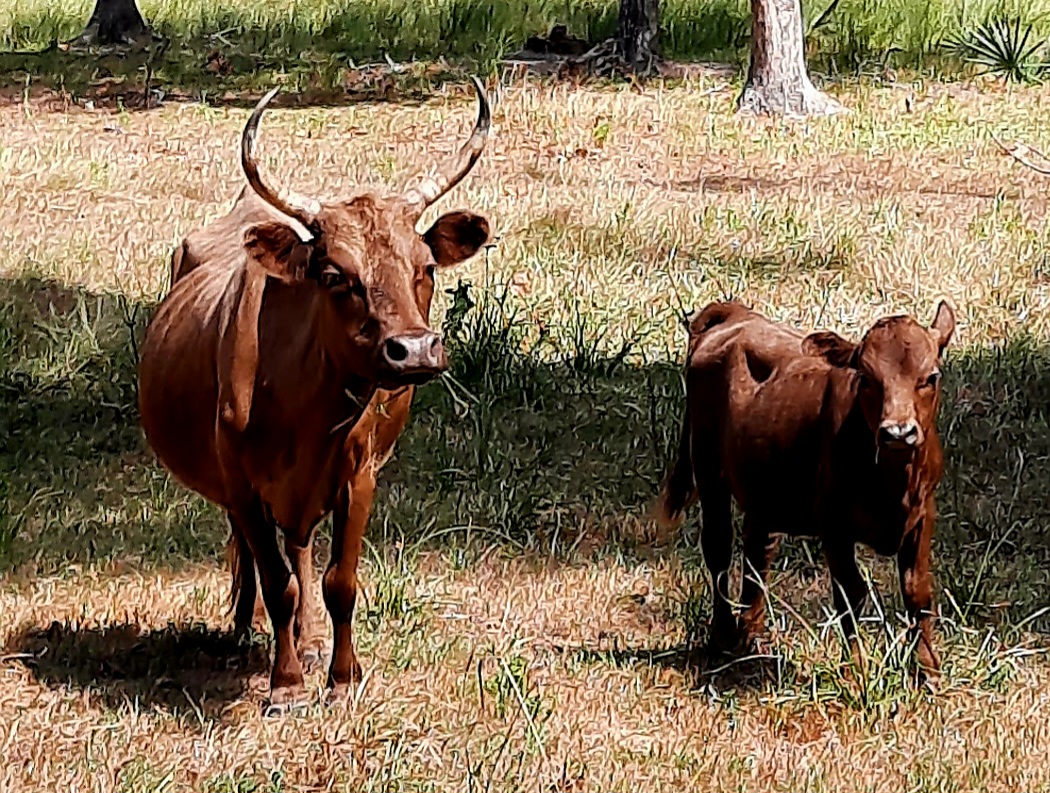 Cattle – Texas Salebarn