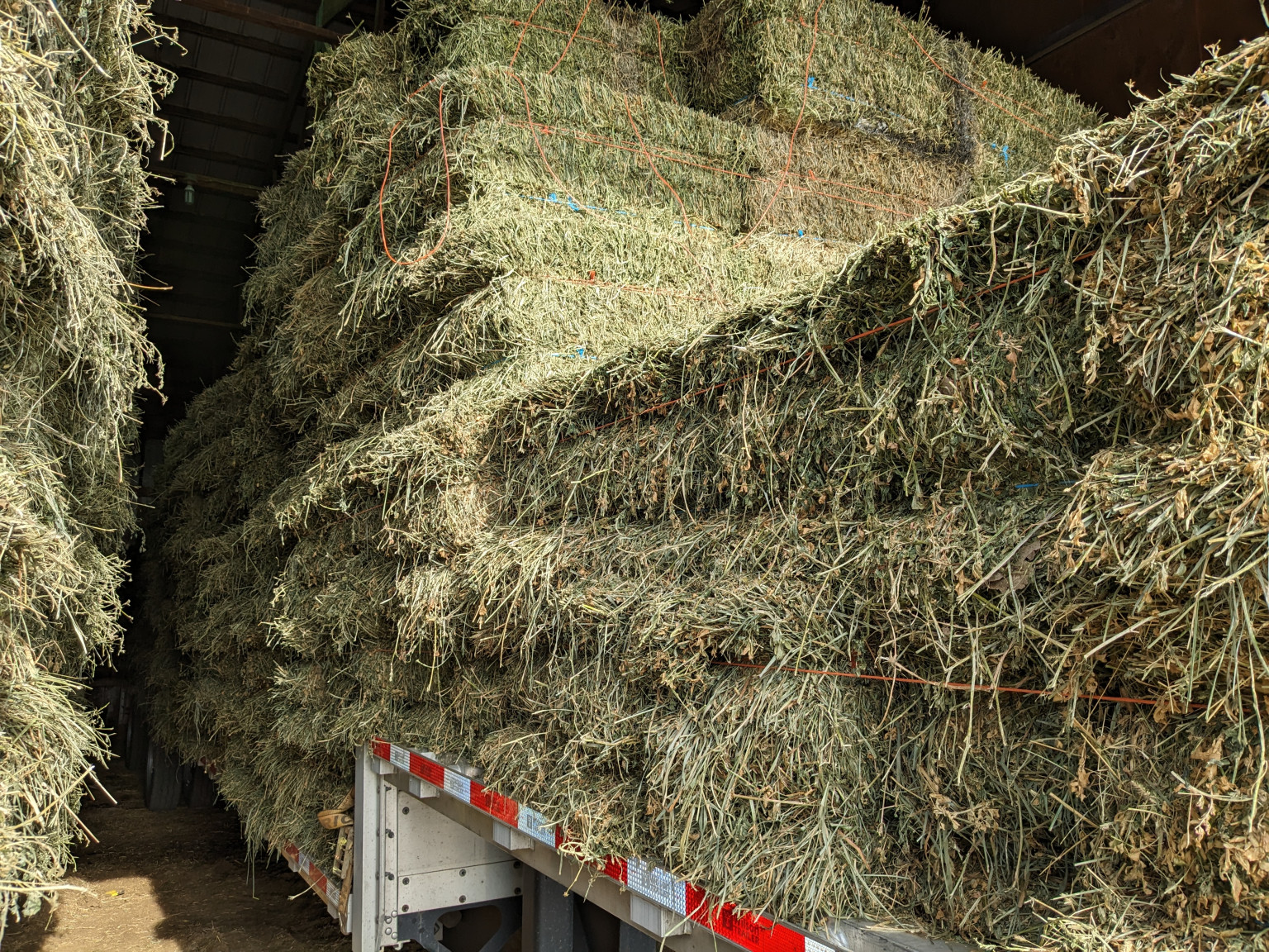 Hay – Texas Salebarn